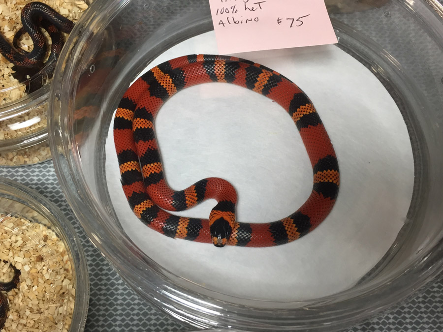 Welcome to the Midwest Reptile Show, Indianapolis, Indiana - Gallery