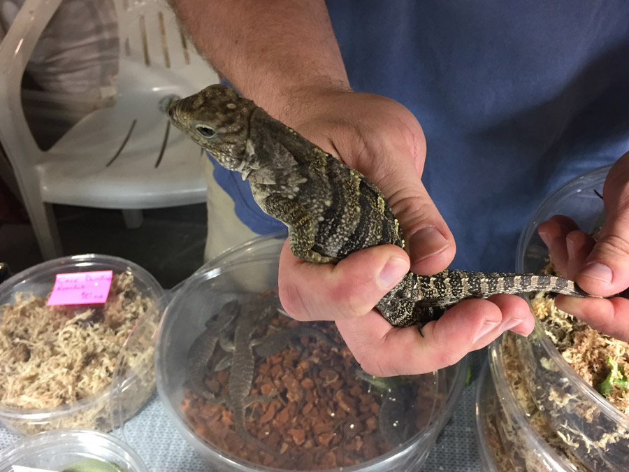 Welcome to the Midwest Reptile Show, Indianapolis, Indiana - Gallery