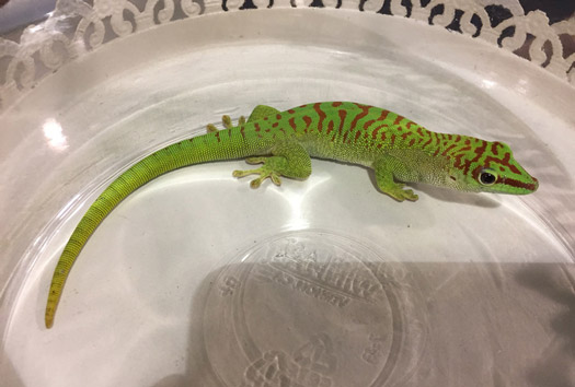 Welcome to the Midwest Reptile Show, Indianapolis, Indiana -Home