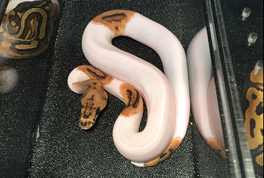 Welcome to the Midwest Reptile Show, Indianapolis, Indiana -Home