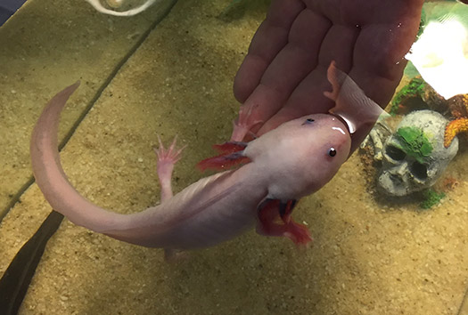 Welcome to the Midwest Reptile Show, Indianapolis, Indiana -Home