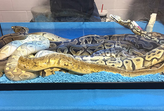 Welcome to the Midwest Reptile Show, Indianapolis, Indiana -Home